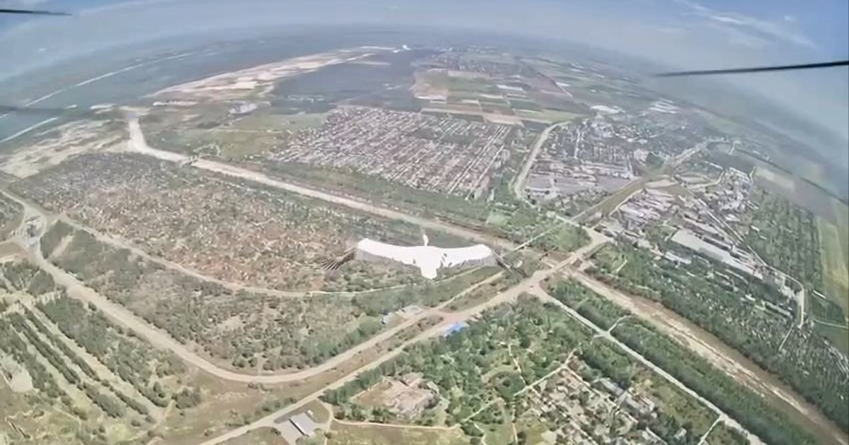 Russian FPV drone chased a stork in the sky — Censor.NET | Censor.NET