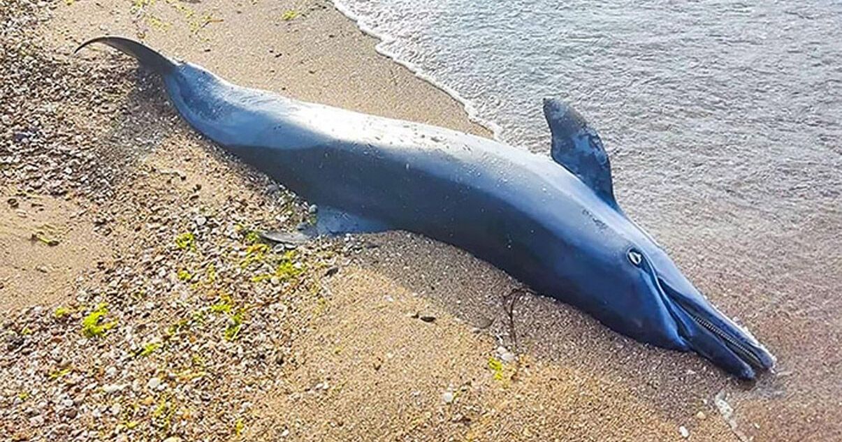 Mass die-off of dolphins and birds recorded on the coast of Mariupol ...